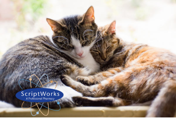 Inflammatory Bowel Disease (IBD) in Cats - ScriptWorks, Compounding ...